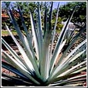 Agave 'Cornelius' - Exotic Agave Plants That Are On Sale Now!