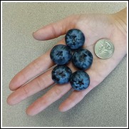 Ochlockonee Blueberry Plants For Sale at Ty Ty Nursery