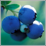 Buy Ochlockonee Blueberry Plant from Ty Ty Nursery
