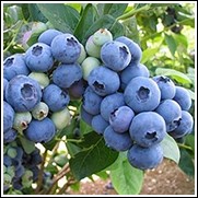 Buy Ochlockonee Blueberry Plant from Ty Ty Nursery