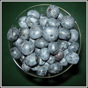 Ochlockonee Blueberry Plants For Sale at Ty Ty Nursery