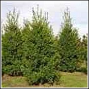 Buy East Palatka Holly Shrub | East Palatka Holly Shrubs | East Palatka ...
