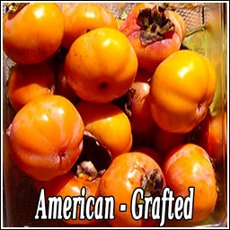 Meader American Persimmon Trees For Sale at Ty Ty Nursery