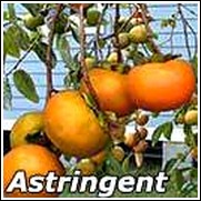 Buy Yates American Persimmon Tree | Yates American Persimmon Trees ...