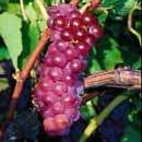 Buy Suffolk Red Seedless Grape Vine from Ty Ty Nursery