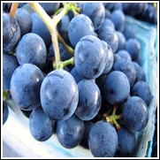 Buy Suffolk Red Seedless Grape Vine from Ty Ty Nursery