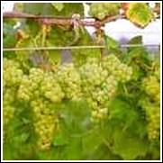 Buy Suffolk Red Seedless Grape Vine from Ty Ty Nursery