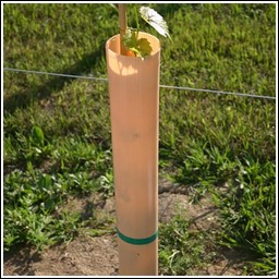 Max Growth Vineyard Shelter For Sale at Ty Ty Nursery