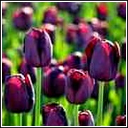 Buy Purple Queen of Night Tulip Bulb | Purple Queen of Night Tulip ...