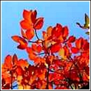 Buy Water Tupelo Tree from Ty Ty Nursery