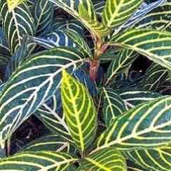 Sanchezia nobilis Perennial For Sale at Ty Ty Nursery
